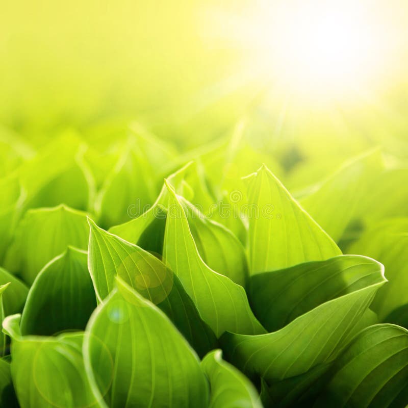 Fresh, Green Flower Leaves at Sunlight Stock Image - Image of freshness ...