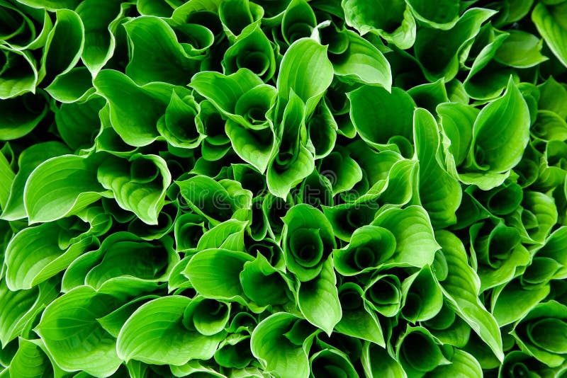 Fresh green flower leaves stock photo. Image of macro - 38684130