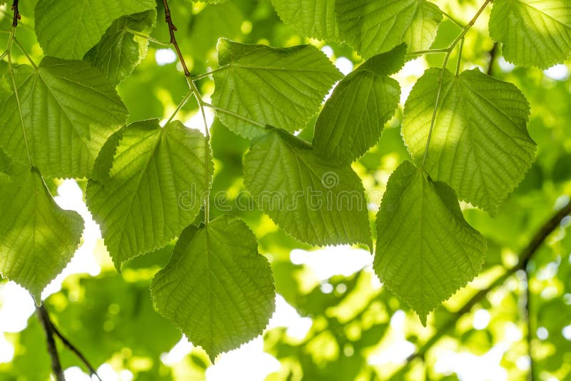 Fresh Green Foliage of Linden Tree Stock Photo - Image of tree, color ...
