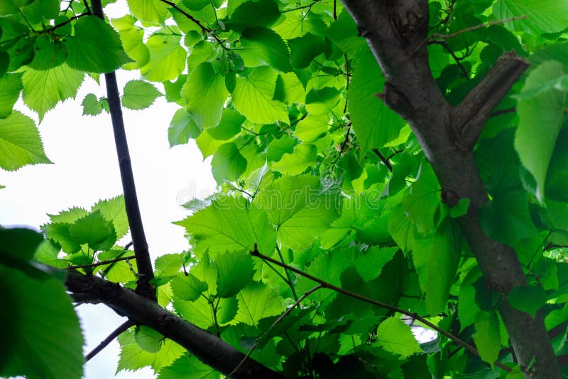 Fresh Green Foliage of Linden Tree Glowing in Sunlight. Stock Photo ...