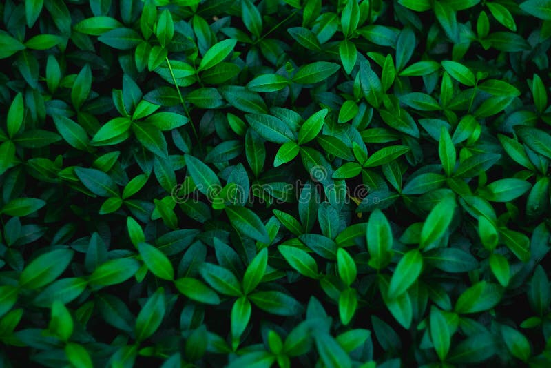 Fresh Green Foliage. Small Leaves of a Young Shrub Stock Image - Image ...