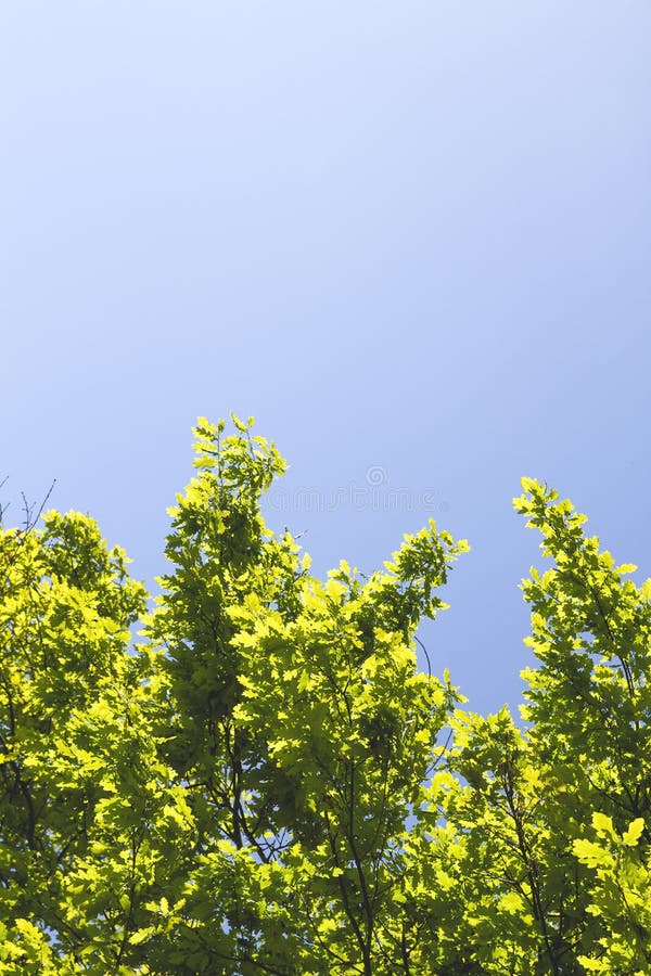 Fresh Green Foliage in Spring Stock Photo - Image of bright, sunlight ...