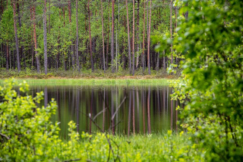 Fresh Green Forest Around Country Lake with Reflections of Tree Trunks ...