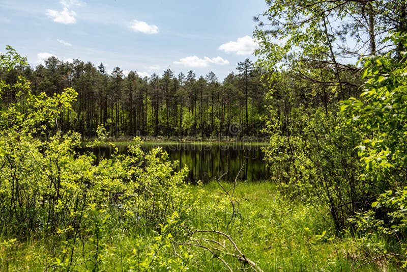 Fresh Green Forest Around Country Lake with Reflections of Tree Trunks ...