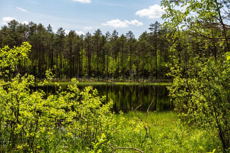 Fresh Green Forest Around Country Lake with Reflections of Tree Trunks ...