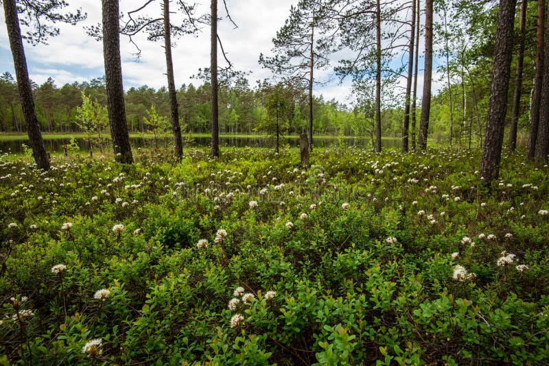 Fresh Green Forest Around Country Lake with Reflections of Tree Trunks ...