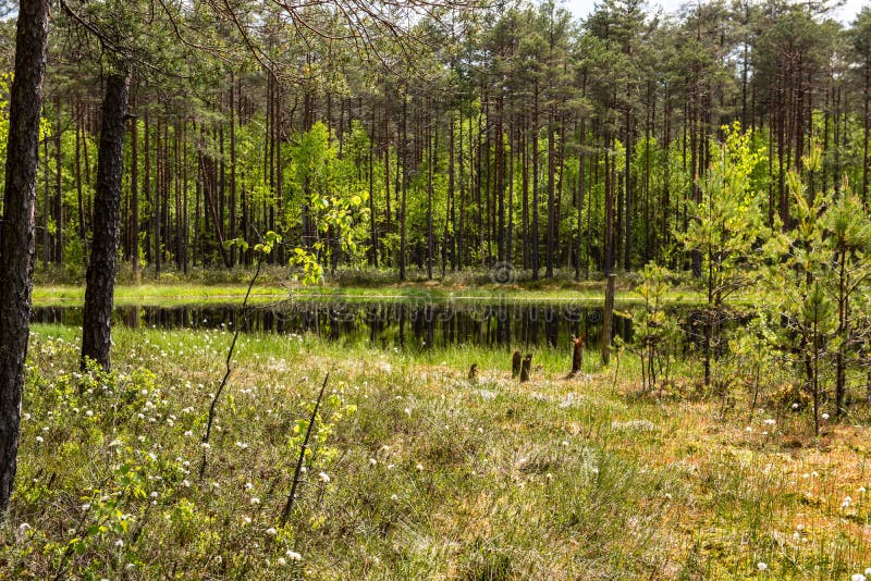Fresh Green Forest Around Country Lake with Reflections of Tree Trunks ...