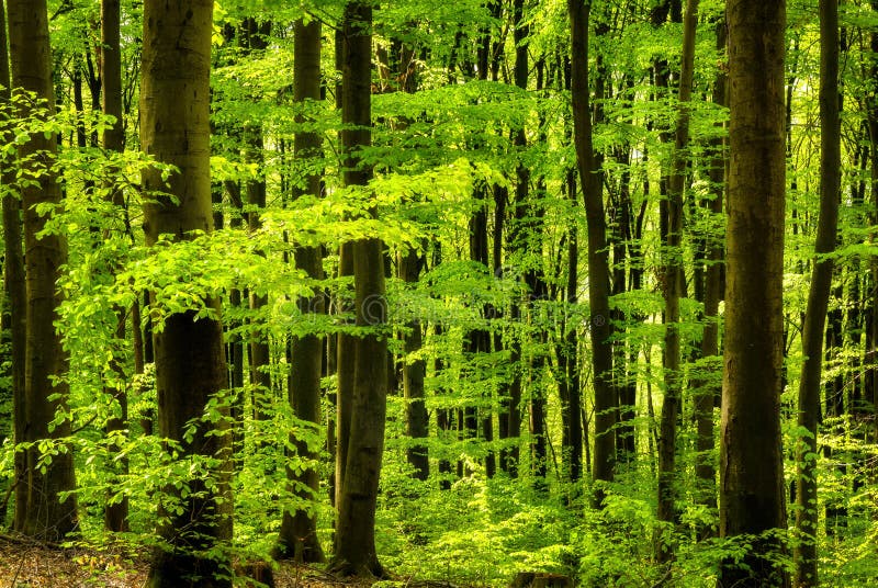 Fresh green in the forest stock photo. Image of plants - 38864400