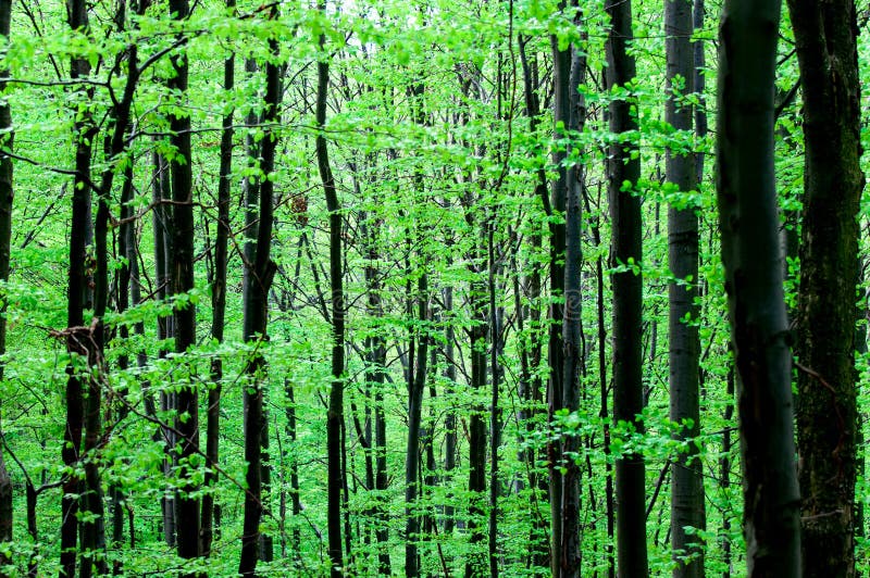 Fresh green forest stock image. Image of deciduous, tranquil - 35210267