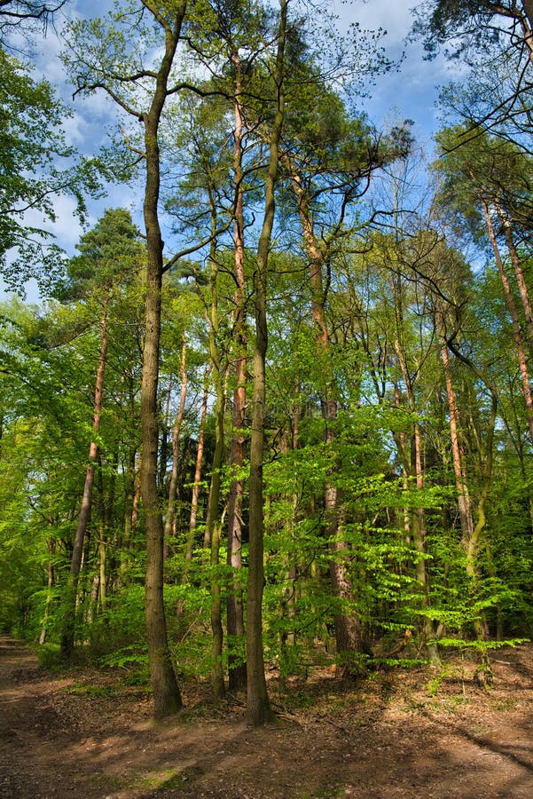 Fresh Green Forest Landscape in Spring in Germany, Hessen, Roedermark ...