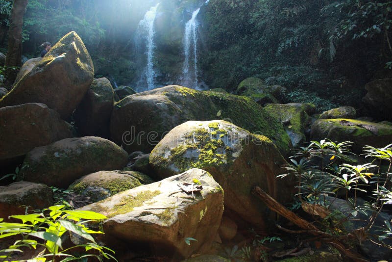 Fresh green forest stock photo. Image of garden, field - 79643500