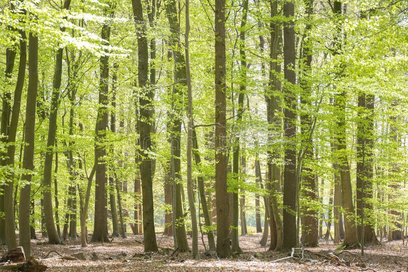 Fresh Green Forest on Spring Morning in April Stock Image - Image of ...
