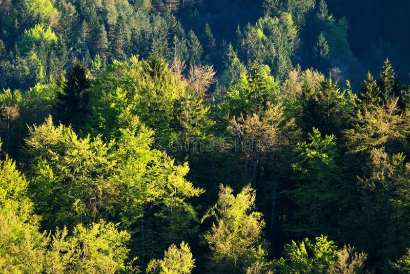 Fresh green forest stock image. Image of peak, scenics - 70379547