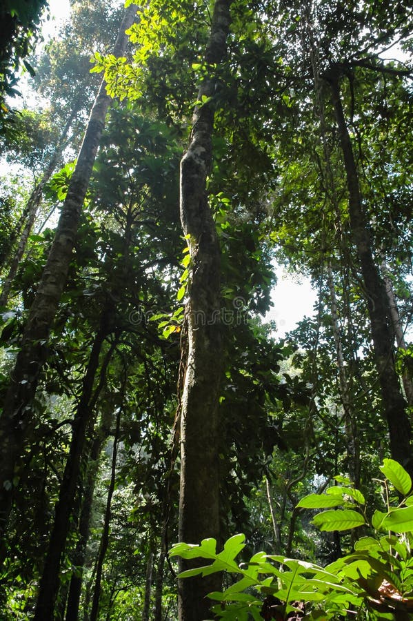 Fresh Green Forest with Sunbeams Stock Image - Image of light, dreamy ...