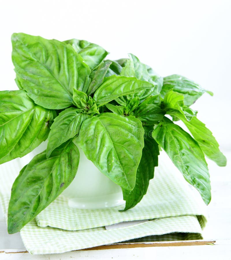 Fresh green basil stock photo. Image of organic, green - 105573784