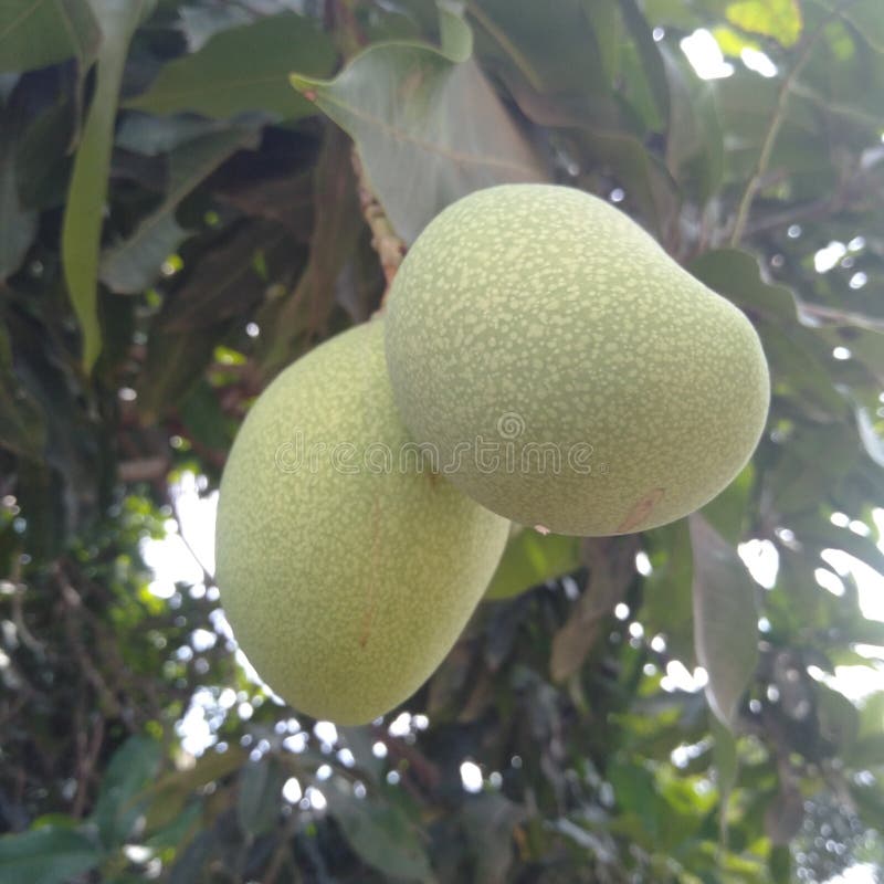 Fresh Green Fragrant Sweet Mango Stock Image - Image of fragrant, mango ...