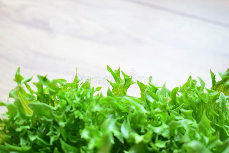 Fresh green frilly iceberg stock photo. Image of popular - 114044156