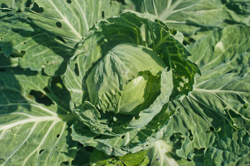 Fresh Green Garden Cabbage Close Up Stock Photo - Image of cultivated ...