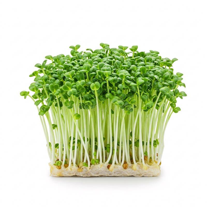 Fresh Green Garden Cress Sprouts on a White Stock Illustration ...