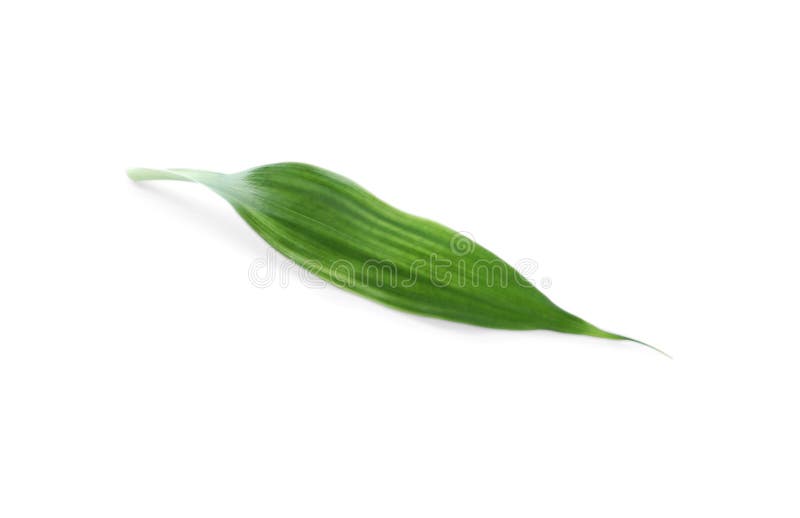 Fresh Green Ginger Leaf Isolated on White Stock Photo - Image of plant ...