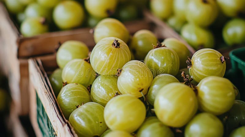 Fresh Green Gooseberries in Rustic Market Setting Stock Image - Image ...