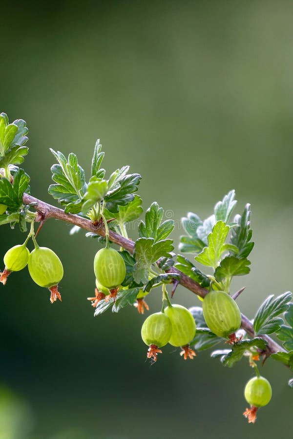 Fresh Green Gooseberry on the Bush. Green Berries in the Summer Stock ...