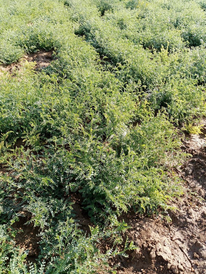 Fresh Green Gram Fields from Misrial Pakistan. Stock Photo - Image of ...