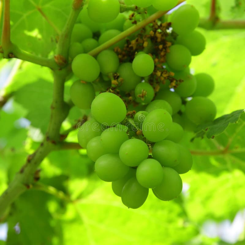 Fresh Green grape stock photo. Image of sweet, nature - 22233764