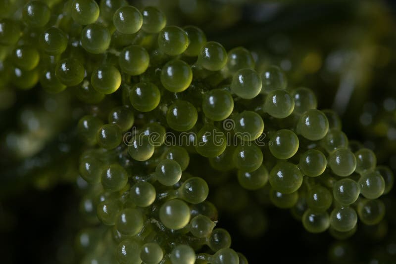 497 Grape Algae Stock Photos - Free & Royalty-Free Stock Photos from ...