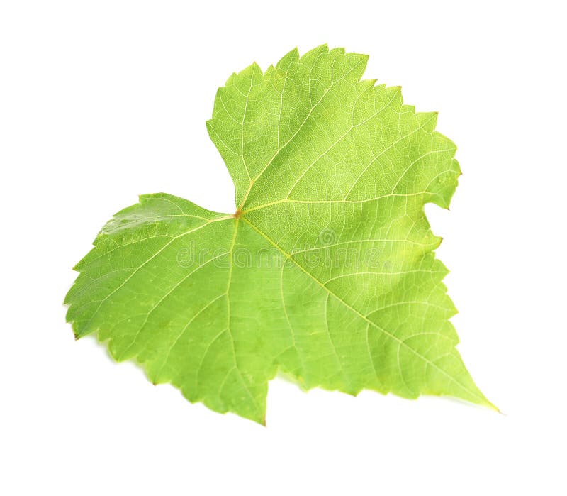 Fresh Green Grape Leaf Isolated Stock Image - Image of season, vineyard ...