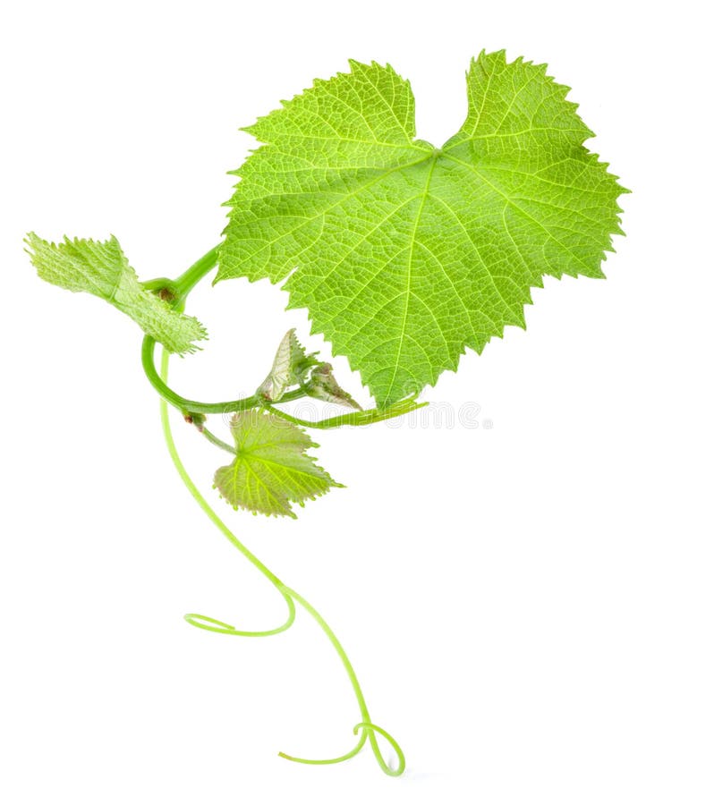 Fresh Green Grape Leaf Isolated on White Stock Photo - Image of ...