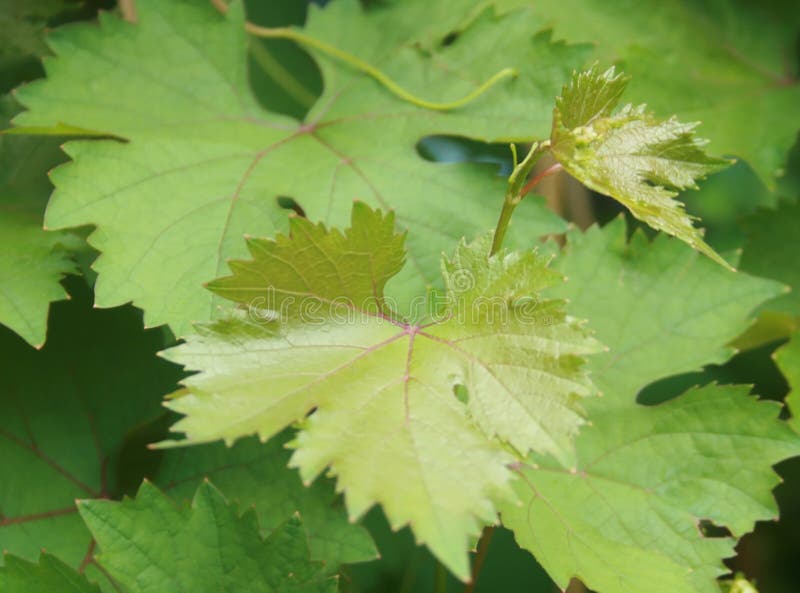 Fresh Green Grape Leaf stock photo. Image of leaf, growing - 33075728