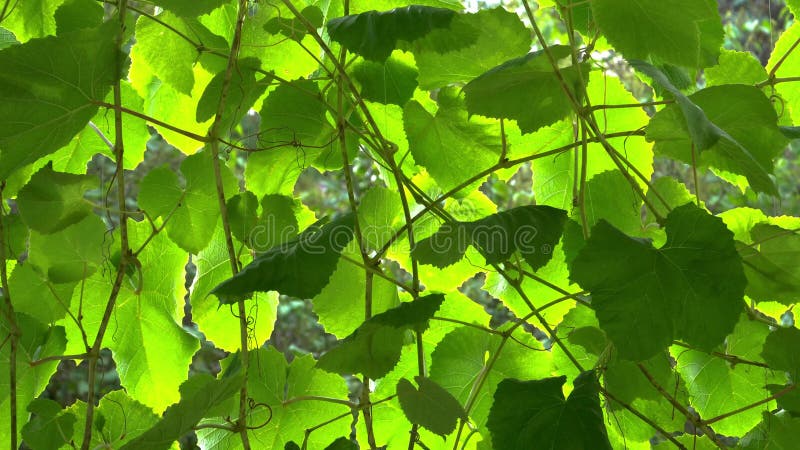 Fresh Green Grape Leaves Basking in Sunlight Stock Video - Video of ...