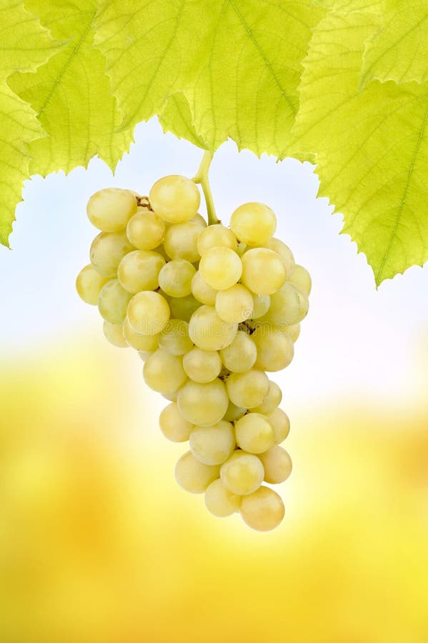 Fresh green grapes stock image. Image of isolated, ingredient - 27352993