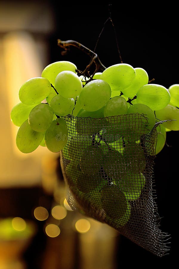 Fresh green grapes fruit stock photo. Image of clean, healthy - 7575528
