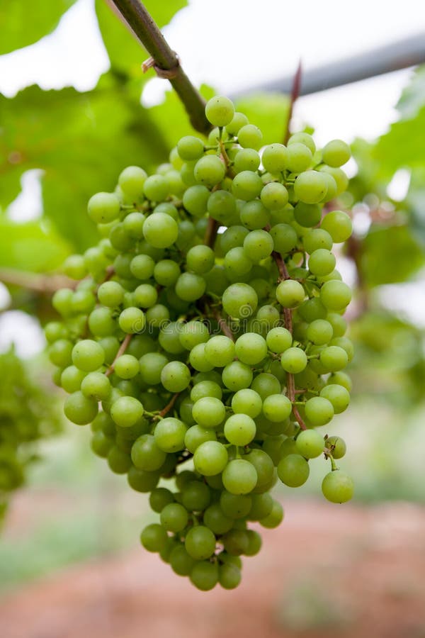 Fresh Green grapes stock image. Image of natural, beauty - 38883629