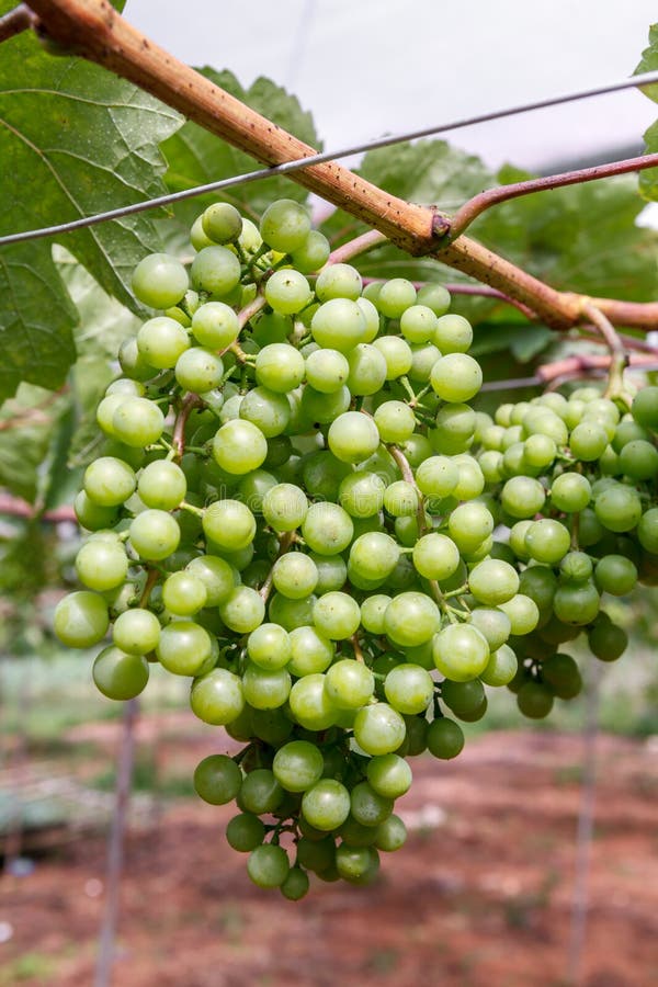 Fresh Green grapes stock photo. Image of healthy, harvesting - 38883658