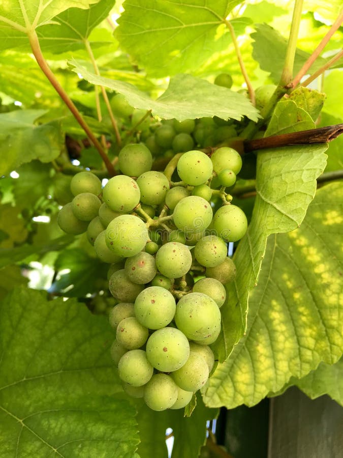 Fresh Green Grapes in the Garden Stock Image - Image of fresh, isolated ...