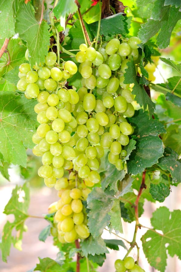 Fresh Green Grapes in Vineyard Stock Photo - Image of berry, industry ...