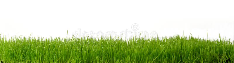 Grass stock image. Image of green, space, freshness, heaven - 2574419