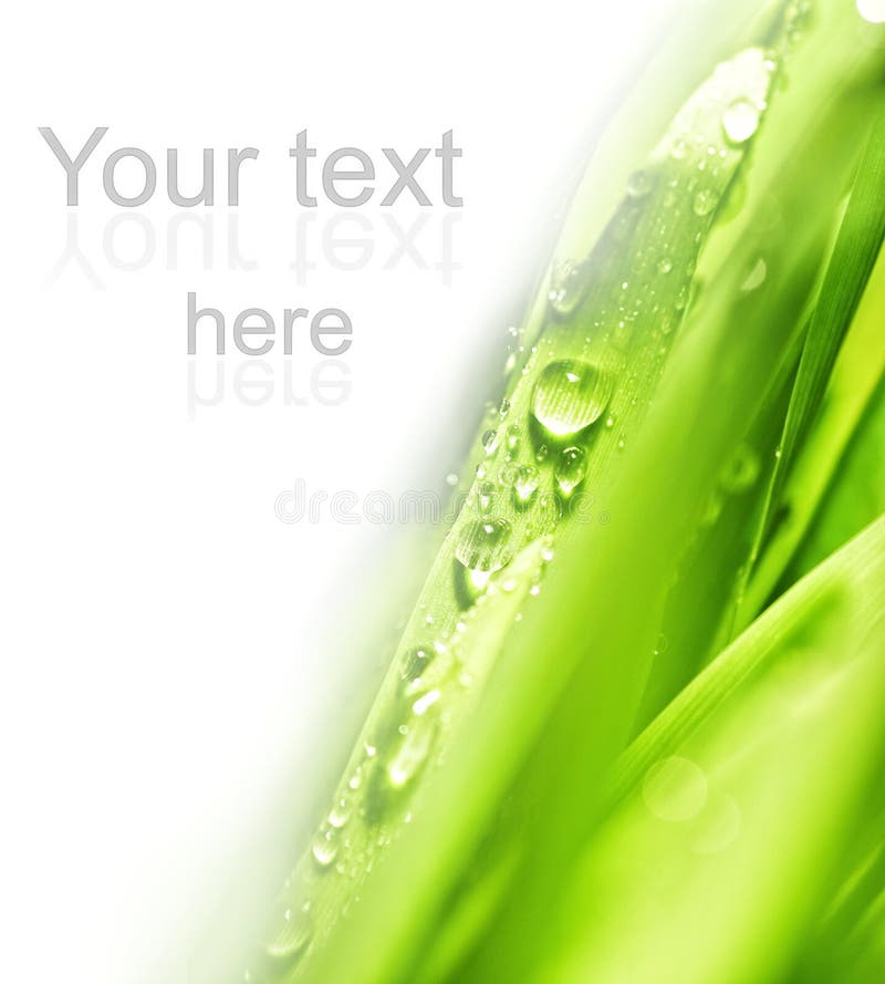 Grass stock image. Image of grow, clear, color, good - 11983955