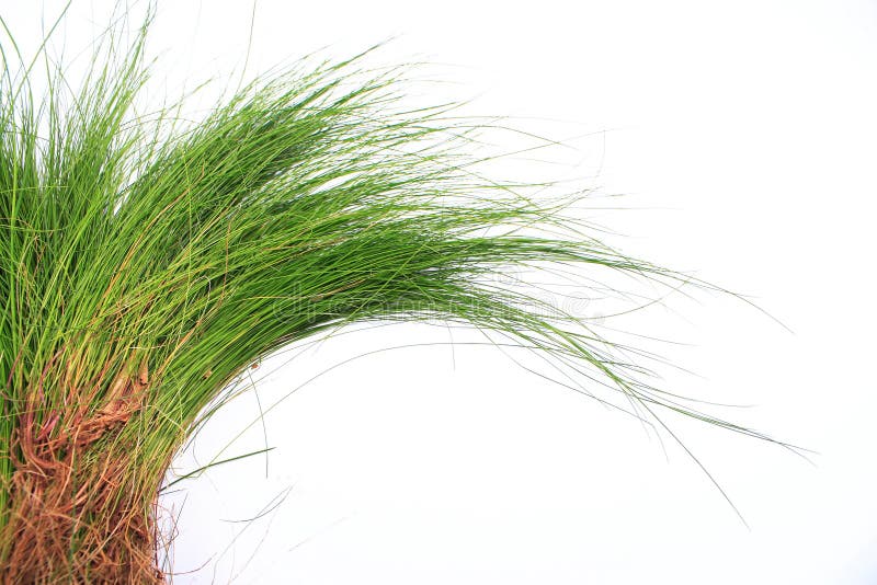 Fresh green grass stock photo. Image of field, leaf, agricultural ...