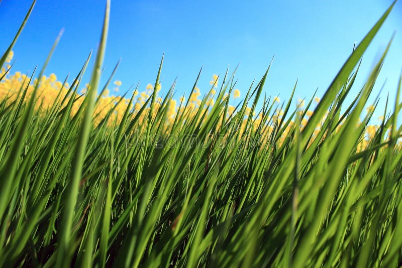 Fresh green grass stock image. Image of freshness, agricultural - 13963593