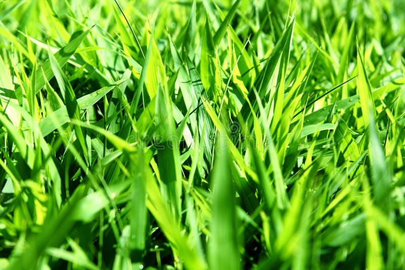 Fresh green grass stock image. Image of defocused, colorful - 16487107