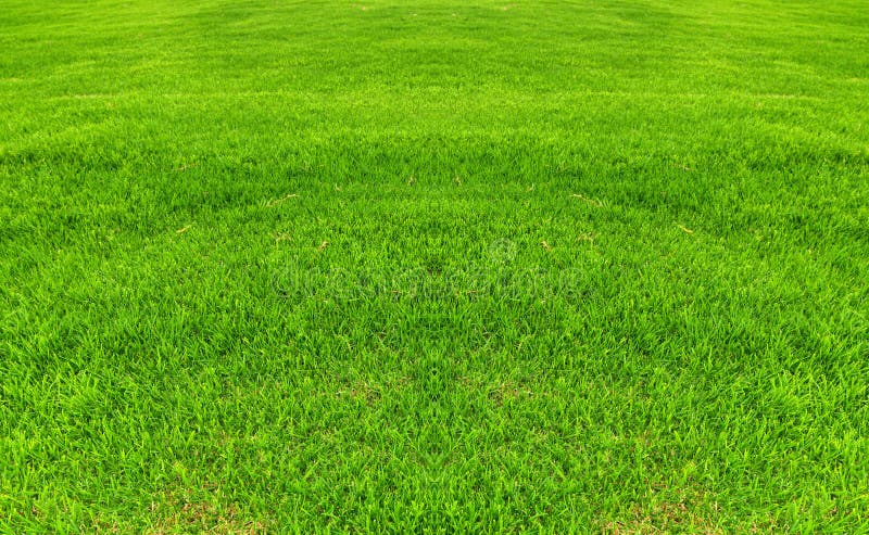 Fresh green grass stock photo. Image of colour, meadow - 24040408