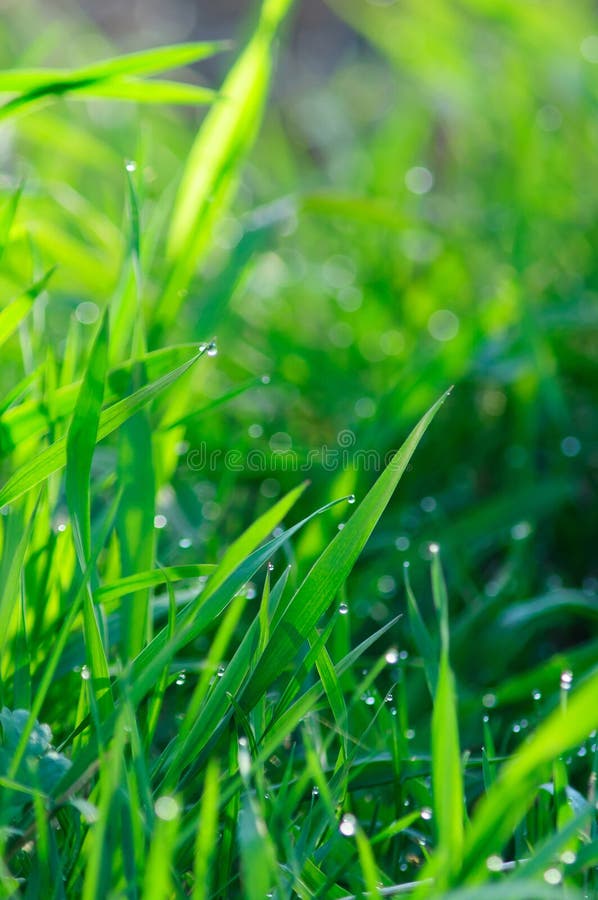 Fresh green grass. stock image. Image of fresh, growth - 24834219