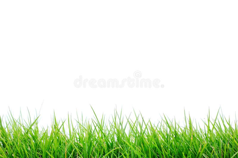 Grass Layer stock image. Image of field, spring, texture - 15167393
