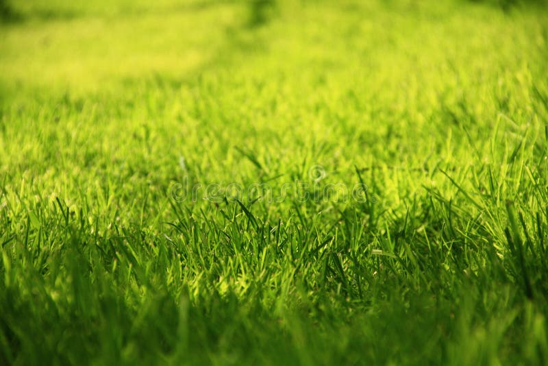 Fresh green grass stock photo. Image of stem, negative - 27336288