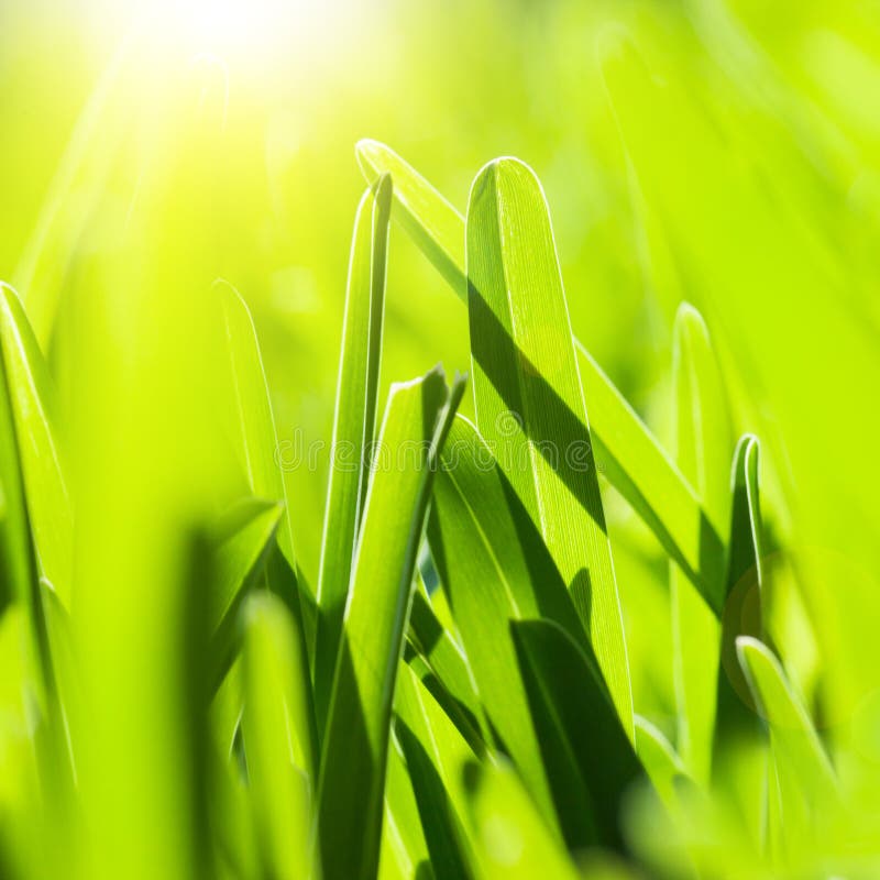 Bright green grass stock photo. Image of close, green - 8481140
