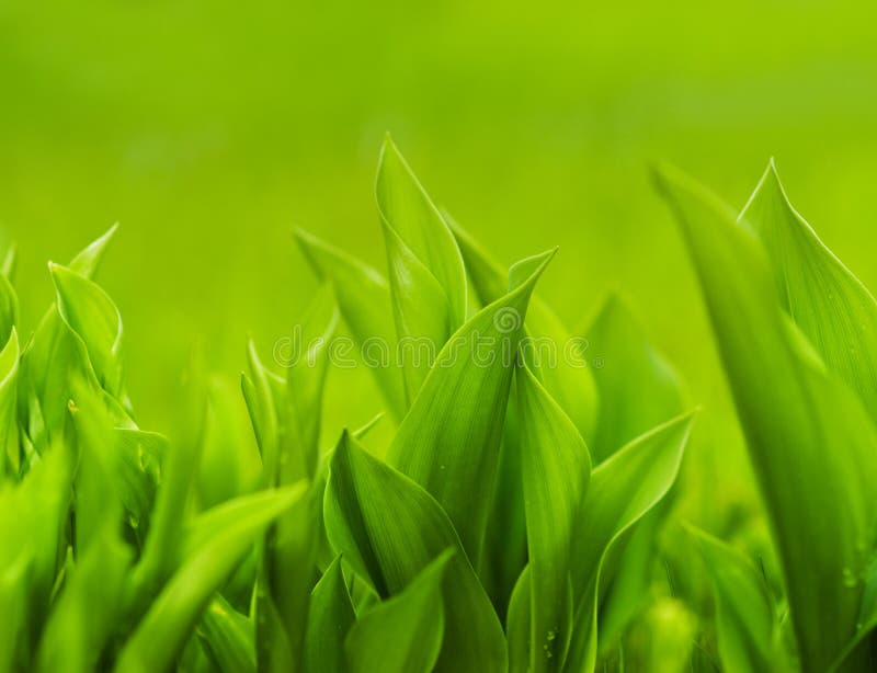 Fresh green grass stock photo. Image of environment, fresh - 7817206
